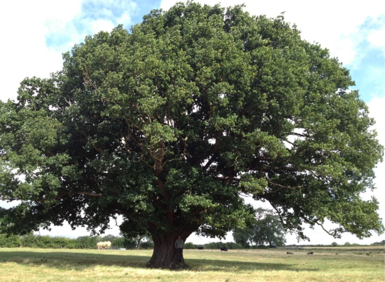 A young oak sapling to mark Richard III’s death at Bosworth Field ...