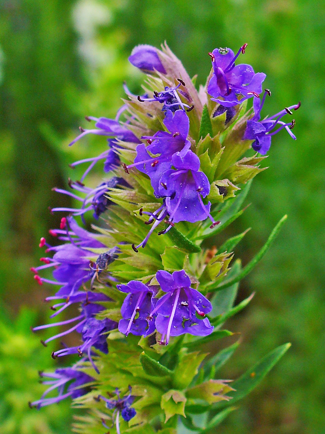 Mediaeval Herbs We Don’t Use Often Today: Hyssop – The New Murrey and ...